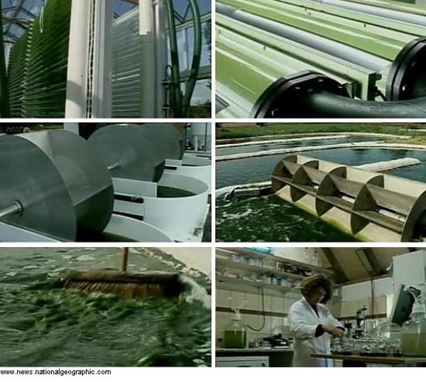 Algae, Power - Organic Authority