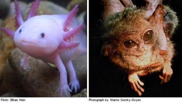 On the Brink, Water Monsters and Pygmies - Organic Authority