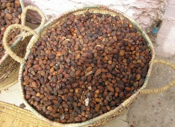 Argan Oil So Good You Can Eat It - Organic Authority