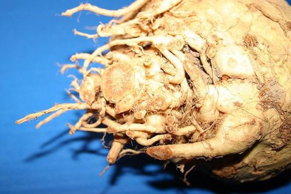 Celery Root - Organic Authority