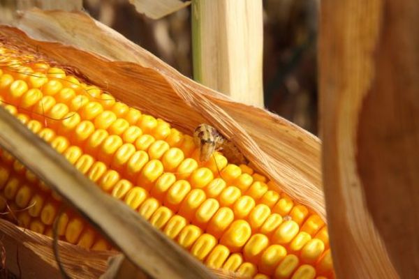 GMO Corn Farmer Violations Triple Over Last Year - Organic Authority
