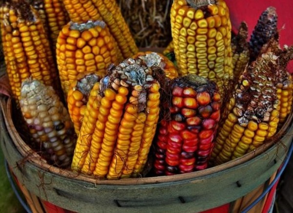 France Won't Ban Monsanto's GMO Corn - Organic Authority