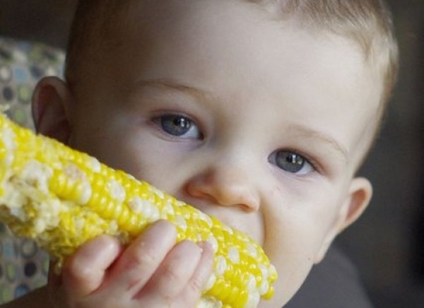 Sweet? GMO Corn on the Cob, Courtesy of Monsanto - Organic Authority