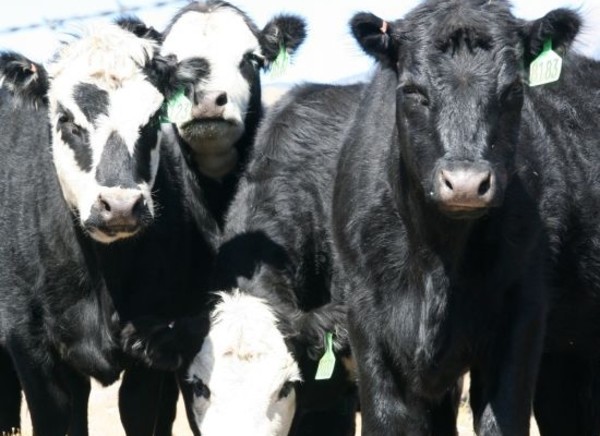The Return of the Vegetarian Cannibal: Mad Cow Disease Discovered in ...