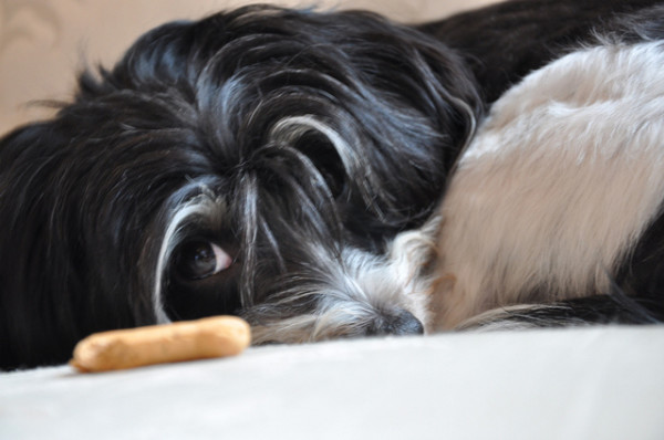 Homemade Dog Biscuit Recipe! Make Your Pup Woof with Joy - Organic ...