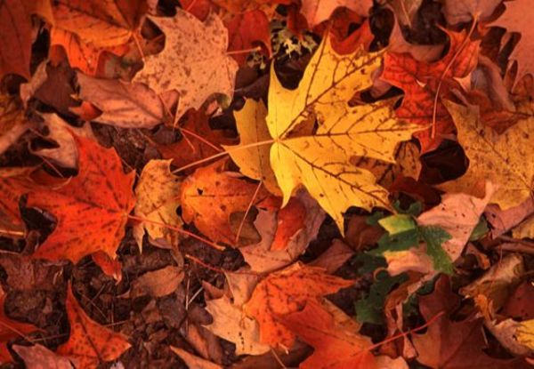 From Our Friends: Fall Survival Guide - Organic Authority