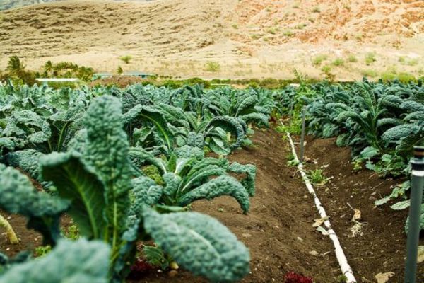 Earth Day Profile: At SoCal's Flora Bella Farm, Produce Is Bellisima ...