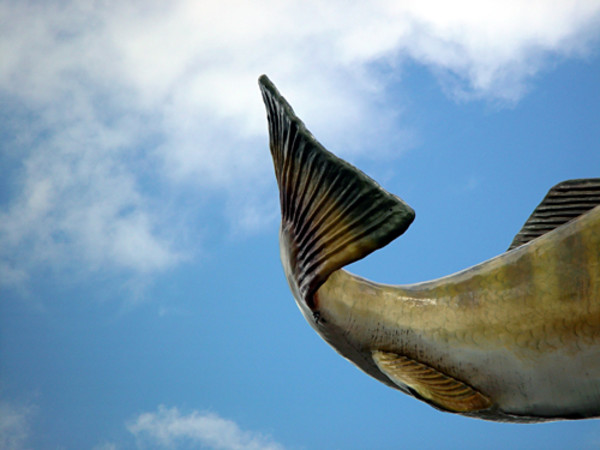 Get Off the Gill: 99 Reasons to Stop Eating Fish - Organic Authority