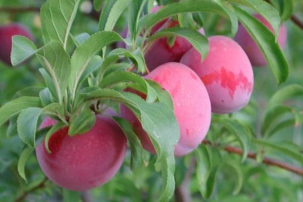 MADE: A Refreshingly Delicious Green Tea Juice Drink - Organic Authority