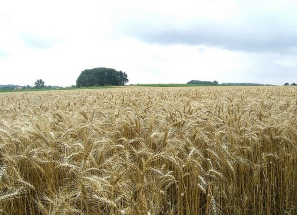 Beyond Rice: Cooking with Heirloom Grains - Organic Authority