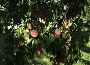 A Beginner's Guide to Pruning Fruit Trees - Organic Authority