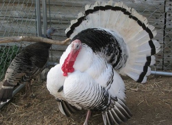 Where (And Why) to Buy Your Heritage Turkey - Organic Authority