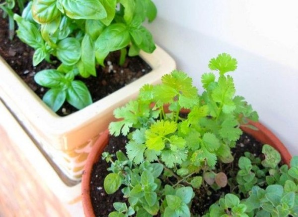 6 Herbs to Grow for a Robust, Italian Garden - Organic Authority