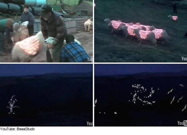 Using Sheep and LED Lights to Make Eco Art - Organic Authority