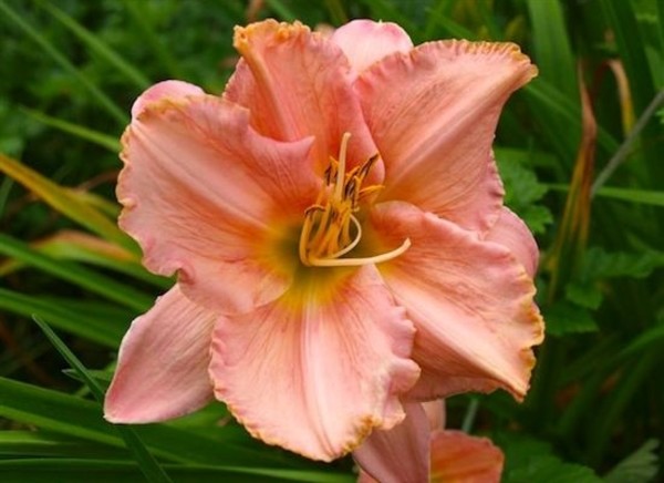 3 Gorgeous Summer Flowering Bulbs to Plant Now - Organic Authority