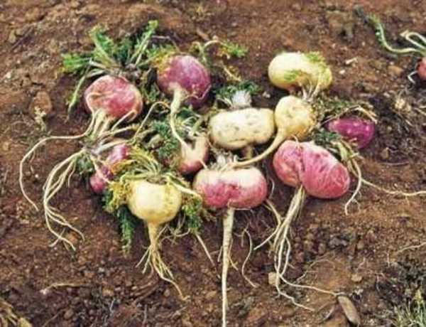 The Shocking Reality of Peru's Maca Root Industry: Can this Superfood ...