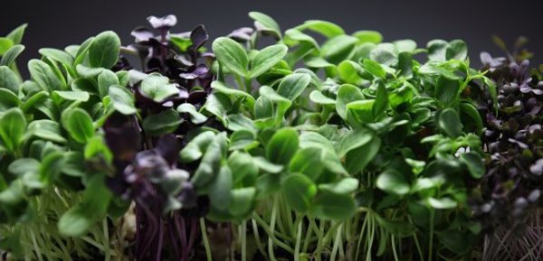 Microgreens=Mega Nutrition: Your Guide to Growing Microgreens - Organic ...