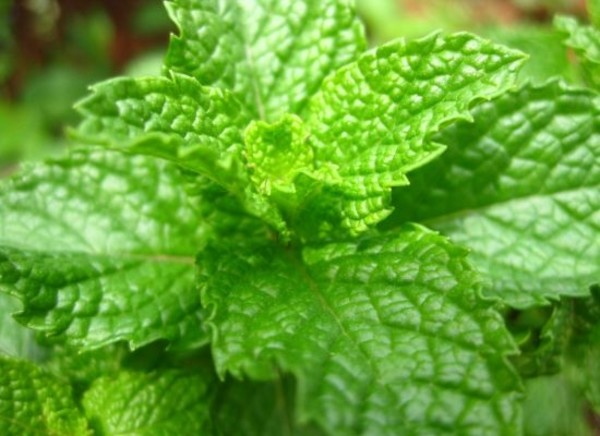 5 Magical Mint Sauces for Your (Organic!) Easter Lamb - Organic Authority