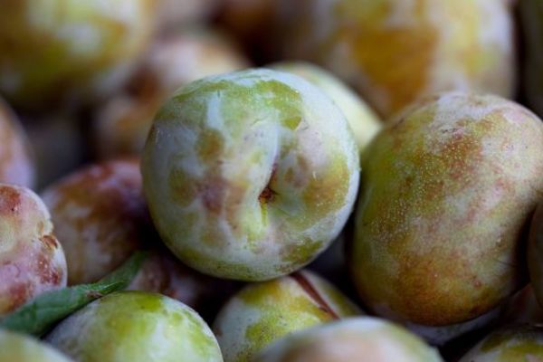 Delicious Math! Apricot + Plum = Pluot - Organic Authority