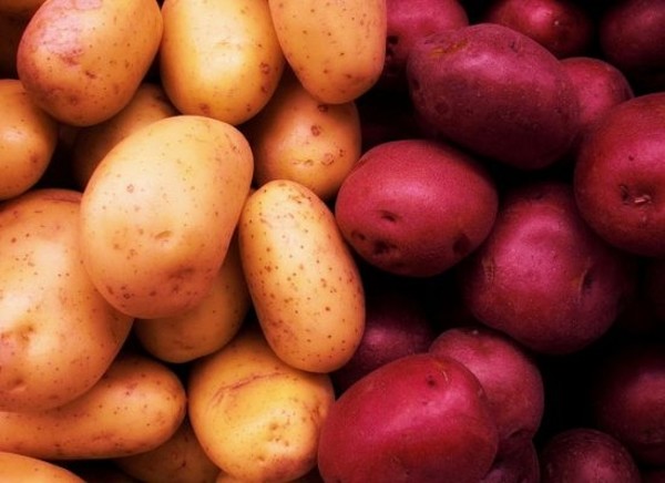 Cornell University Creates New Potatoes - Organic Authority