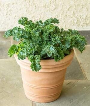 11 Fun New Herbs and Vegetables to Grow in Your Home Garden - Organic ...