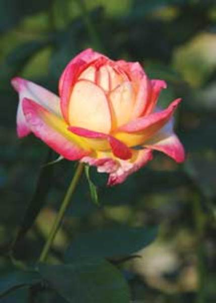 Growing Fragrant Roses - Organic Authority