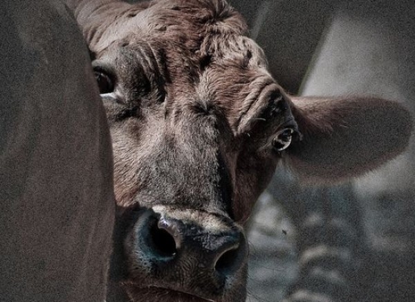 Animal Rights Group Undercover Video Prompts USDA Shutdown of Beef ...