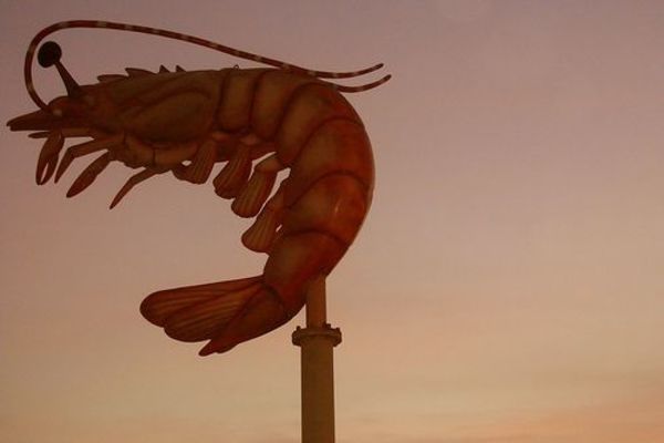 The Creature from The... Gulf of Mexico? Deformed Seafood Surfacing ...