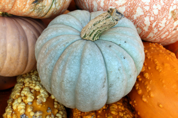 9 Heirloom Pumpkin Varieties We Love for Fall - Organic Authority