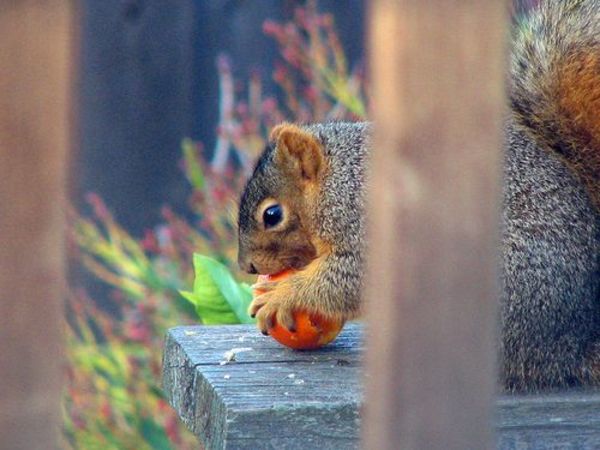 Humane & Clever Ways To Protect Your Garden From Hungry Animals ...