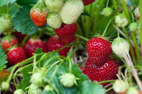 Loophole in Organic Standards Allows Toxic Chemicals on Strawberries ...