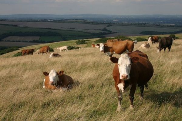 Texas Factory Farm Workers Caught on Video Beating Calves with Pickaxes ...