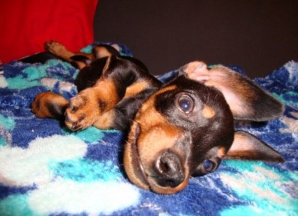 10 Lessons I Learned from My Wiener Dog - Organic Authority