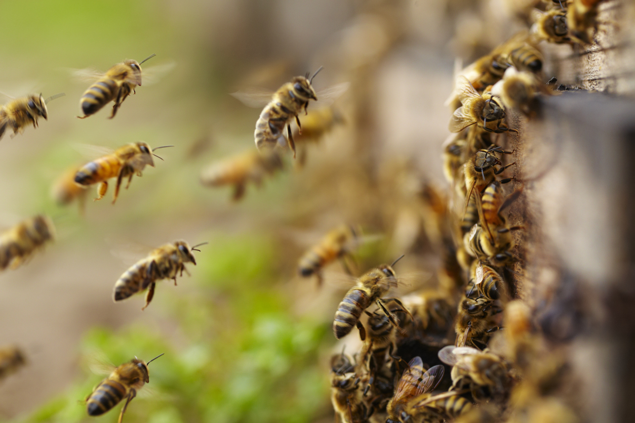 After Years of Decline Honeybee Populations on the Rise (Sort Of ...