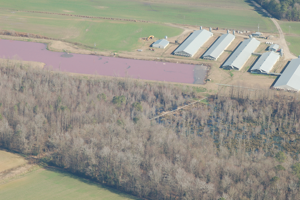 Factory Farming Manure is Pollution: A Washington Judge's Landmark ...