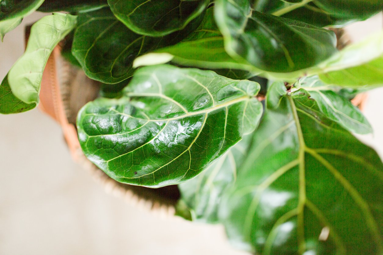 How to Make Your Fiddle Leaf Fig Happy - Organic Authority
