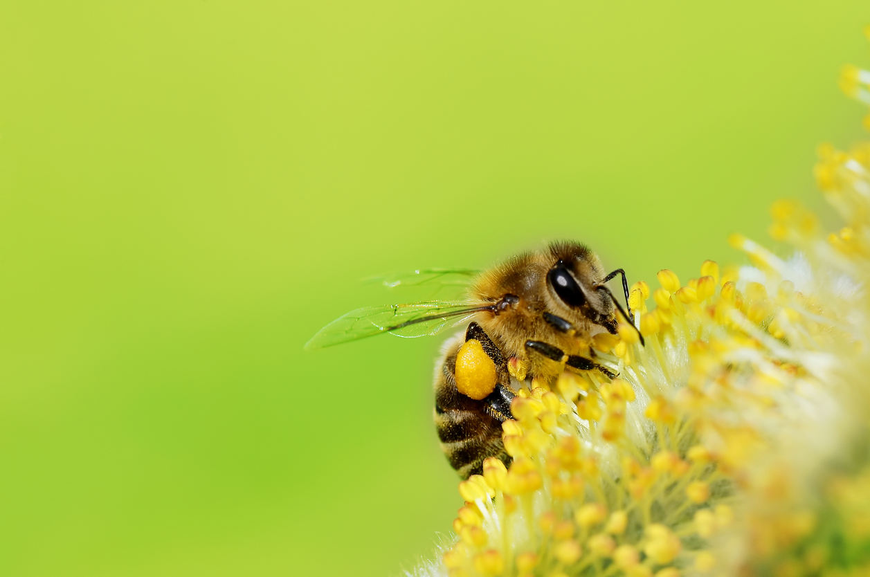 New Bee Vectoring Technology Saves the Bees – and Puts Them to Work - Organic Authority