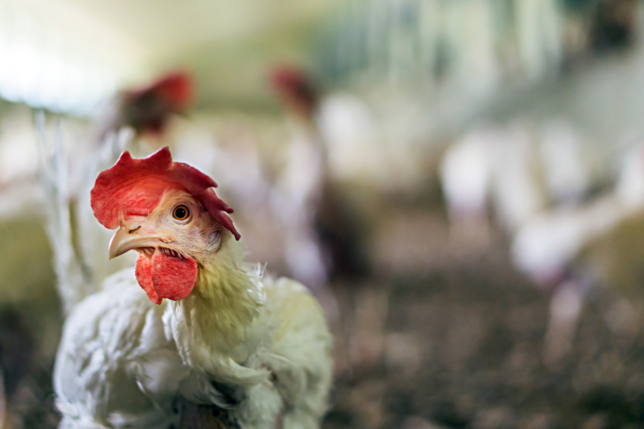 Perdue Farms Launches More Humane CAS System at Nation's Largest ...