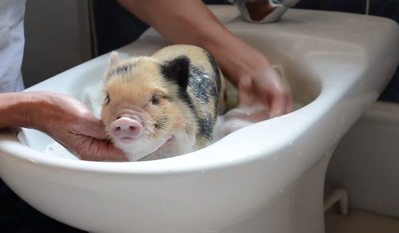 Start the New Year Watching a Baby Pig Get a Bath [Video] - Organic ...