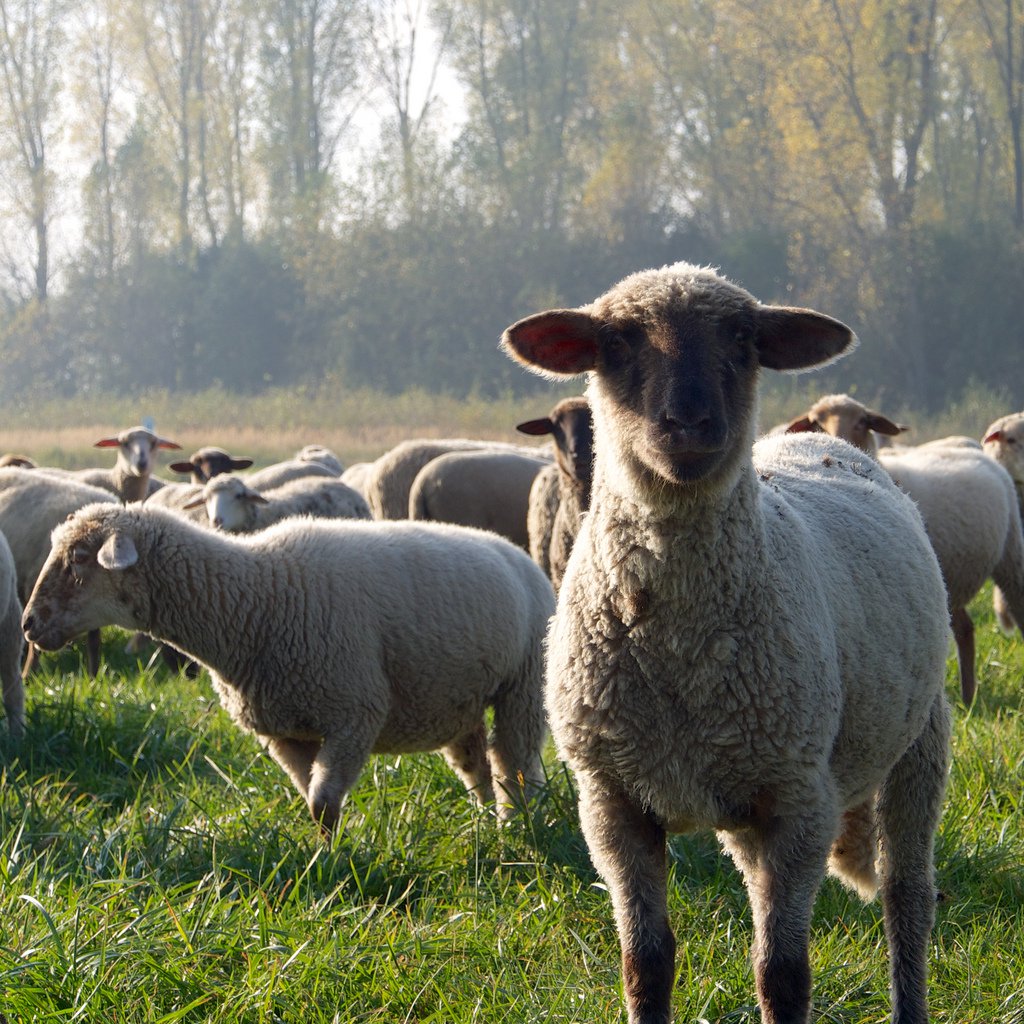 Grazing Animals vs. Chemical Fertilizers: Guess Which One Improves Soil ...