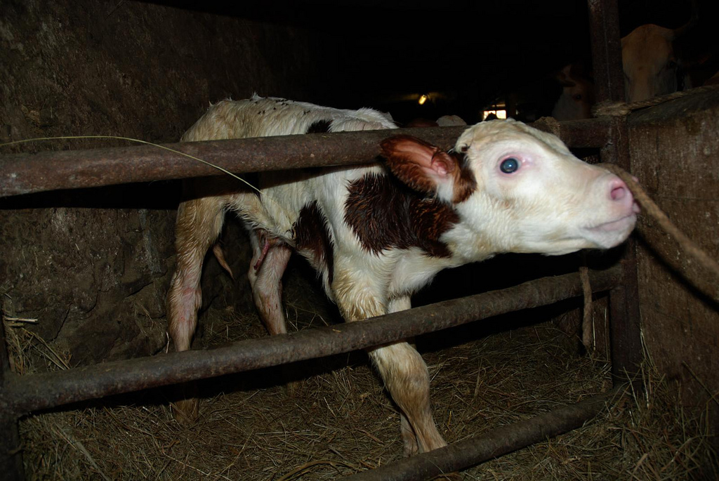 Does the USDA Want You to Eat More Veal? - Organic Authority