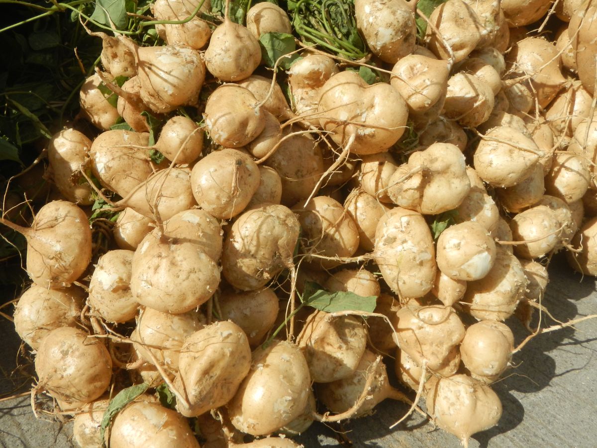 7 Shocking Maca Benefits You Need to Know About - Organic Authority